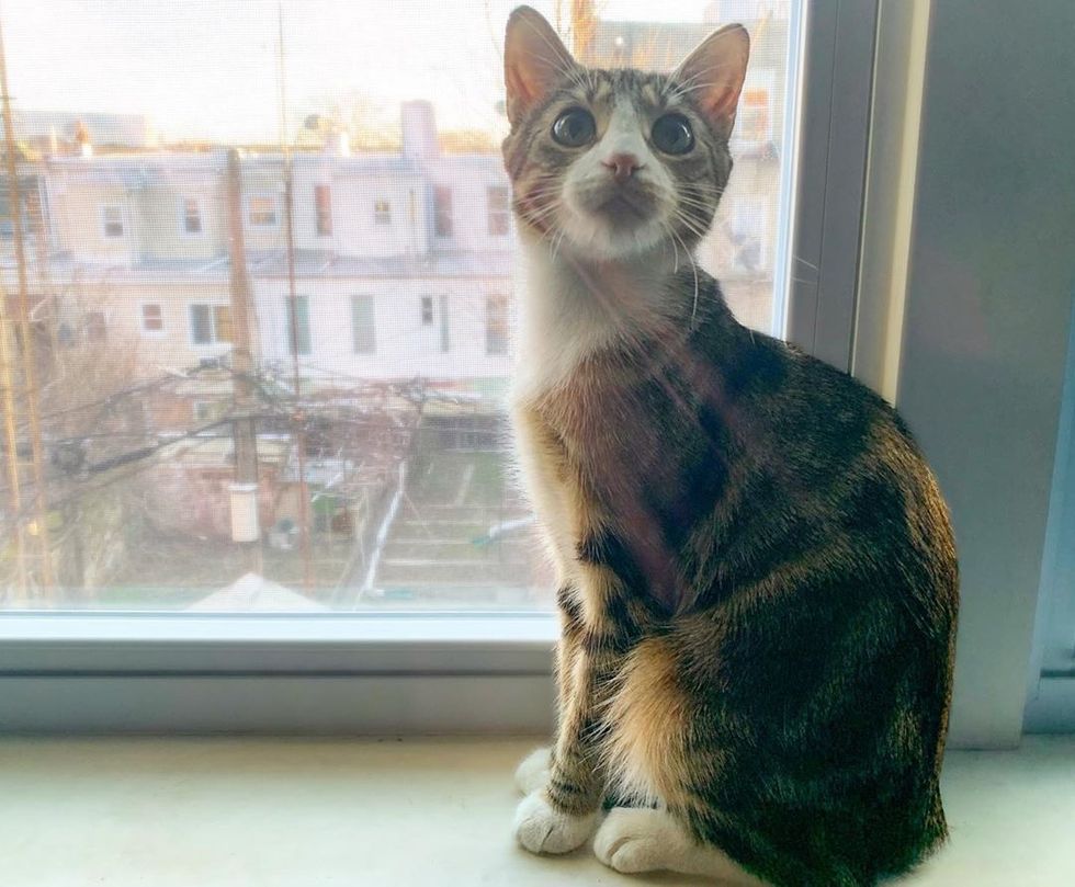 Cat Found With Her Kittens in Impounded Car Has Her Dream Come True ...