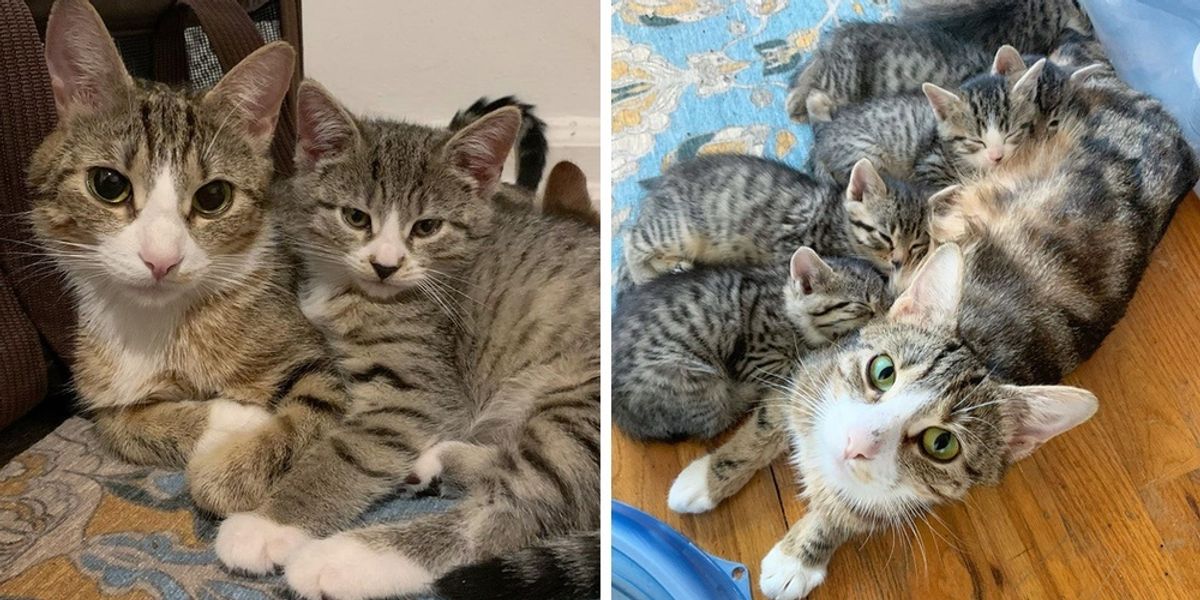 Cat Found With Her Kittens in Impounded Car Has Her Dream Come True ...