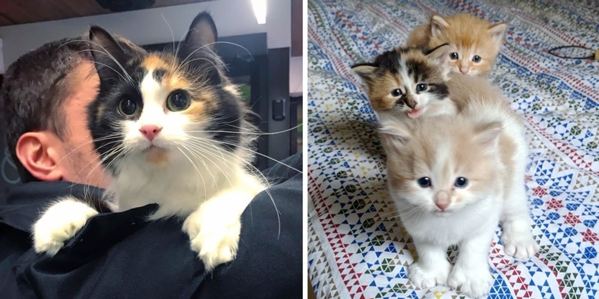 Man Helps Stray Cat Just in Time So Her Kittens Can Have a Better Life ...