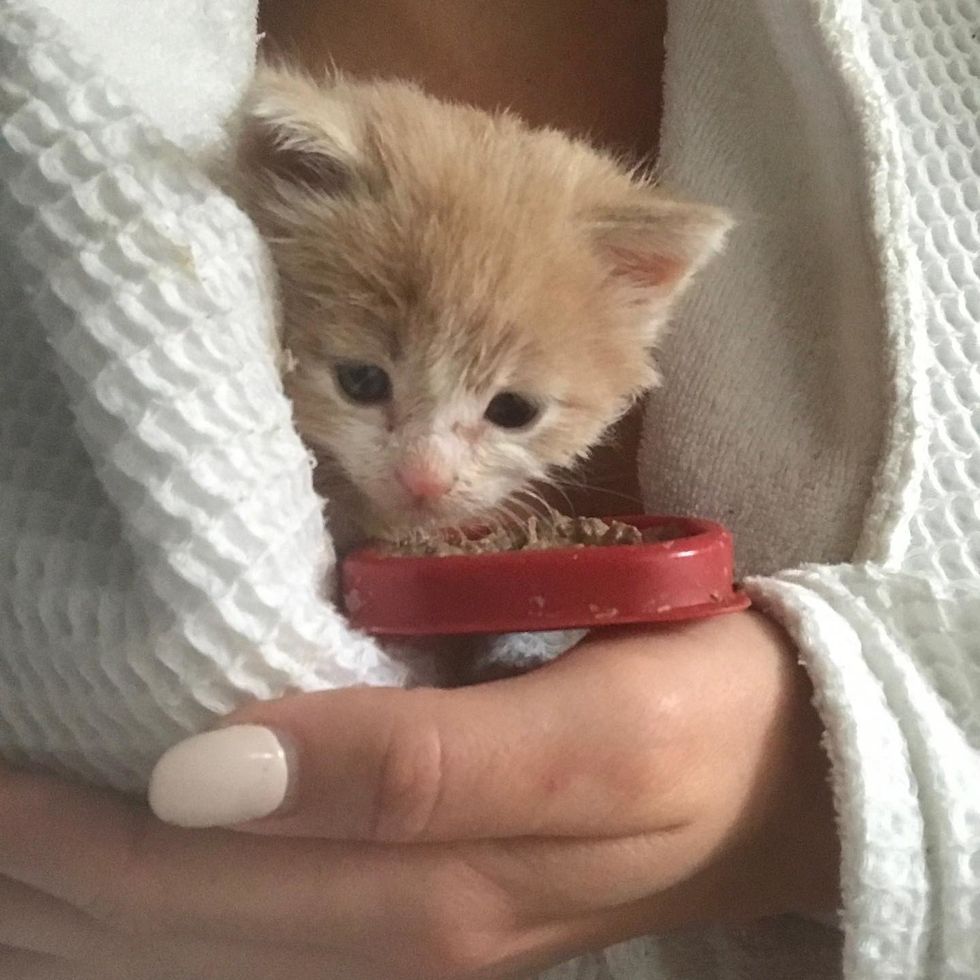 Kitten Became Quarantine Buddy with Woman who Rescued Him - Love Meow