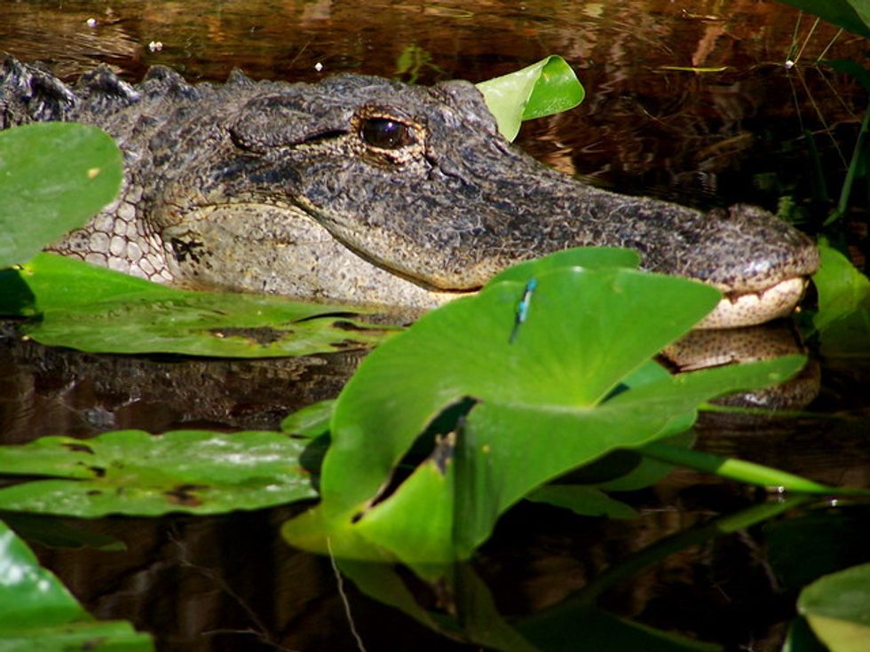 Where Do The Swamp Critters Go? - National Memo