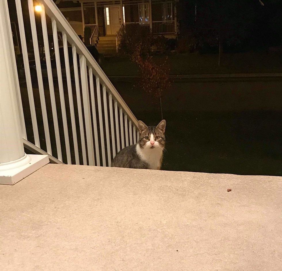 Stray Cat Waits Outside the Perfect Home for Help - Love Meow