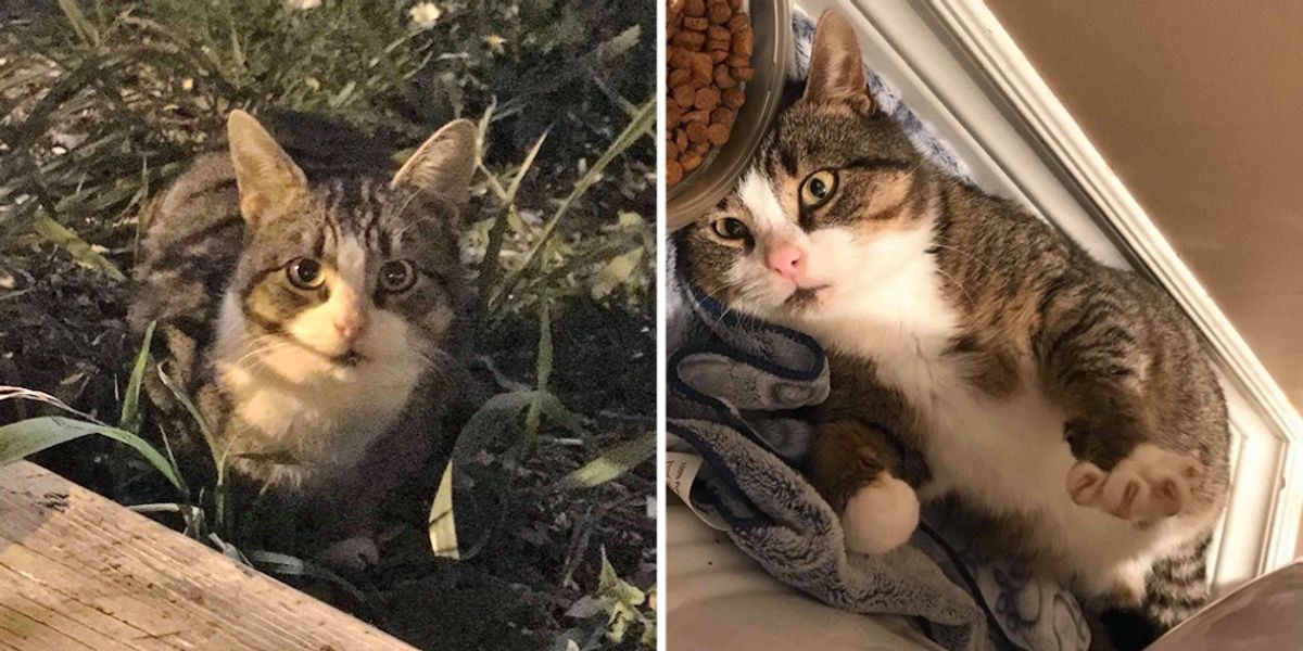 Stray Cat Waits Outside the Perfect Home for Help - Love Meow