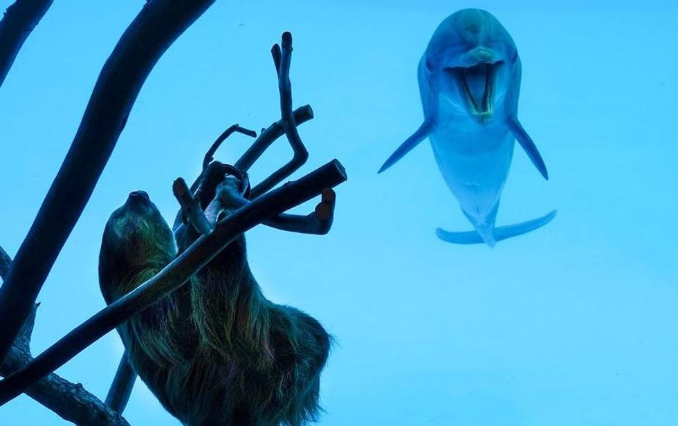 Dolphins got to meet a sloth named Chico and they were super excited ...