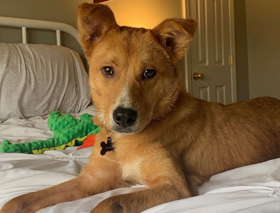 Meet My Dog: Gatsby, A Corgi-Blue Heeler Mix Who Lives In Tennessee