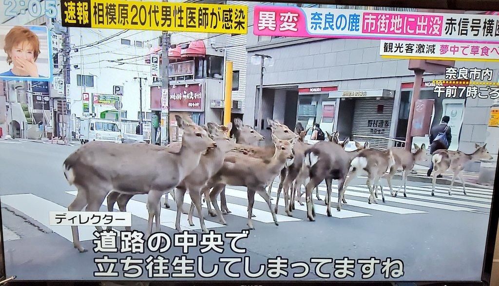 Animals That Are Taking Over Cities During Self Isolation