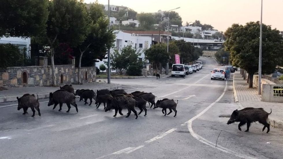 Animals That Are Taking Over Cities During Self Isolation