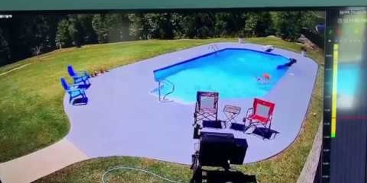 This video of a cow leaping into a pool and being lassoed out is peak ...
