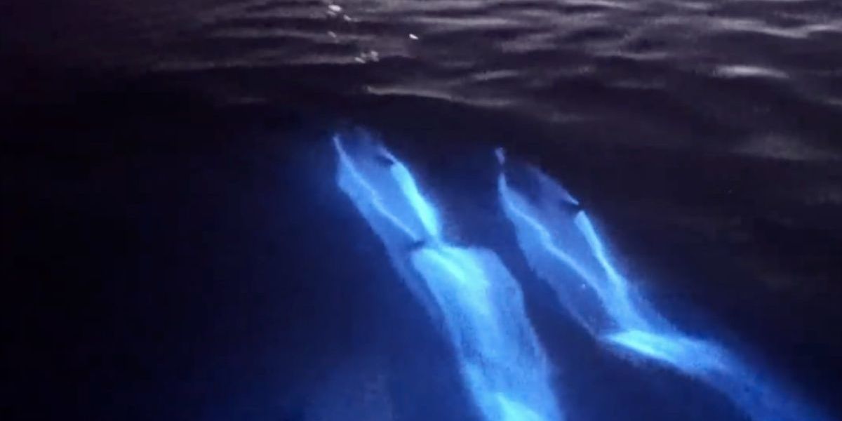 Glowing dolphins off the coast of California this week are almost too ...