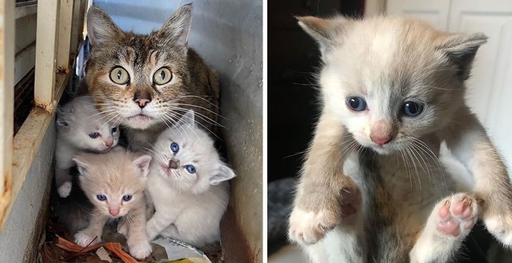 Cat Shields Her Kittens in Backyard Until Help Arrives - Love Meow
