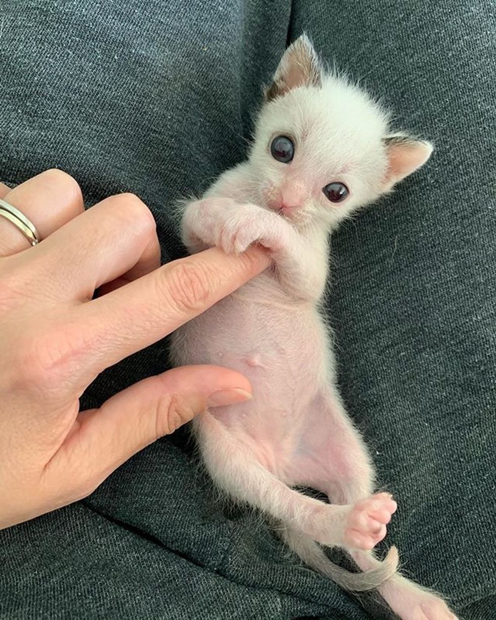 Family Takes in Pint-sized Kitten and Helps Him Thrive - Love Meow