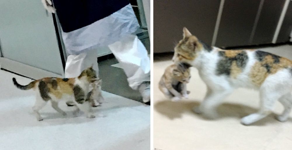 Stray Cat Barges into ER and Carries Her Kitten to Staff for Help ...