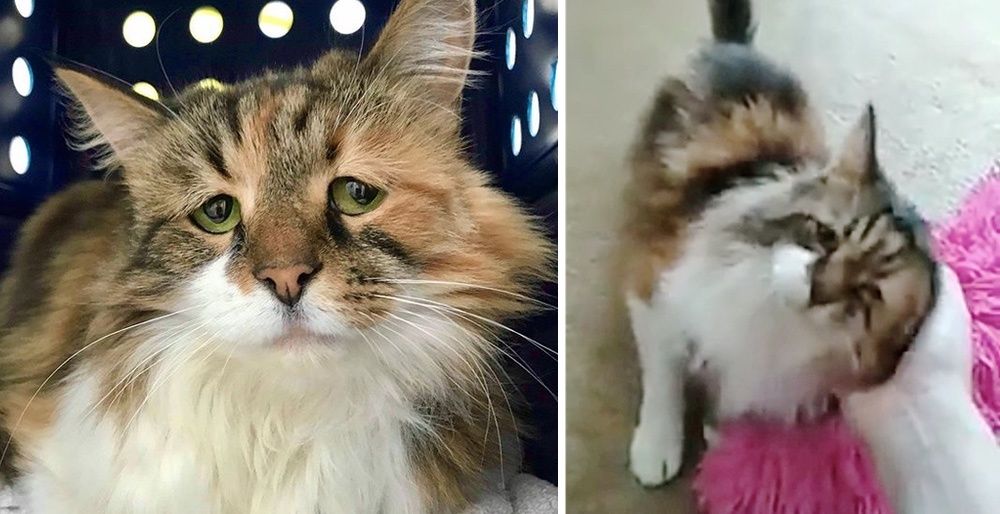 Shy Cat Finds Happiness When She Has Her Dream Come True - Love Meow