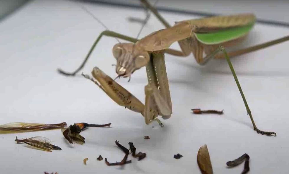 VIDEO: 'Murder hornet' meets ghastly end as praying mantis clamps down ...