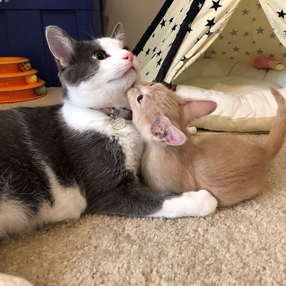 Kitten Takes to Family Cat and Sets His Mind on Winning Her Over - Love ...