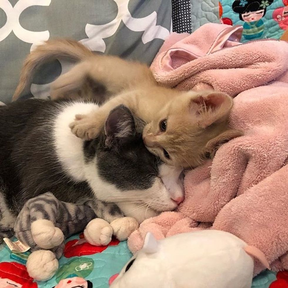 Kitten Takes to Family Cat and Sets His Mind on Winning Her Over - Love ...