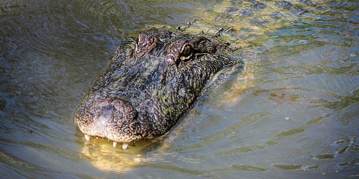 Two huge alligators were caught on video fighting in Florida and yep ...