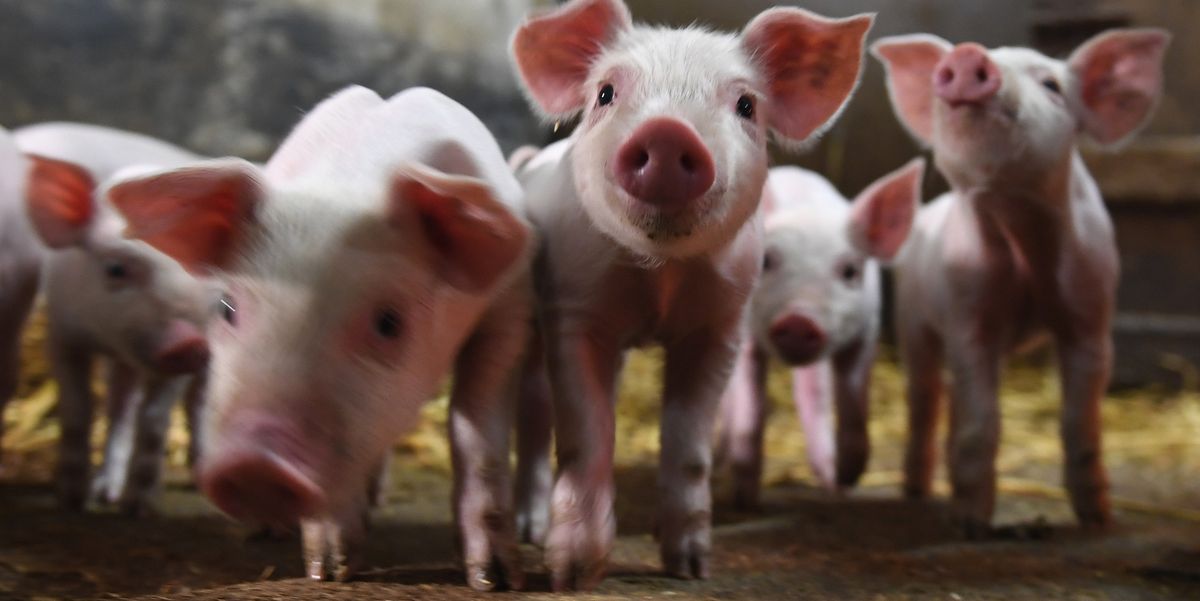 Thousands of pigs rot in compost while grocers run out of meat - TheBlaze