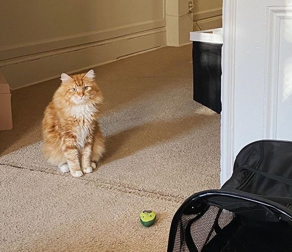 Cat Wants to Befriend Shy Kitten and Won’t Take No for An Answer - Love ...