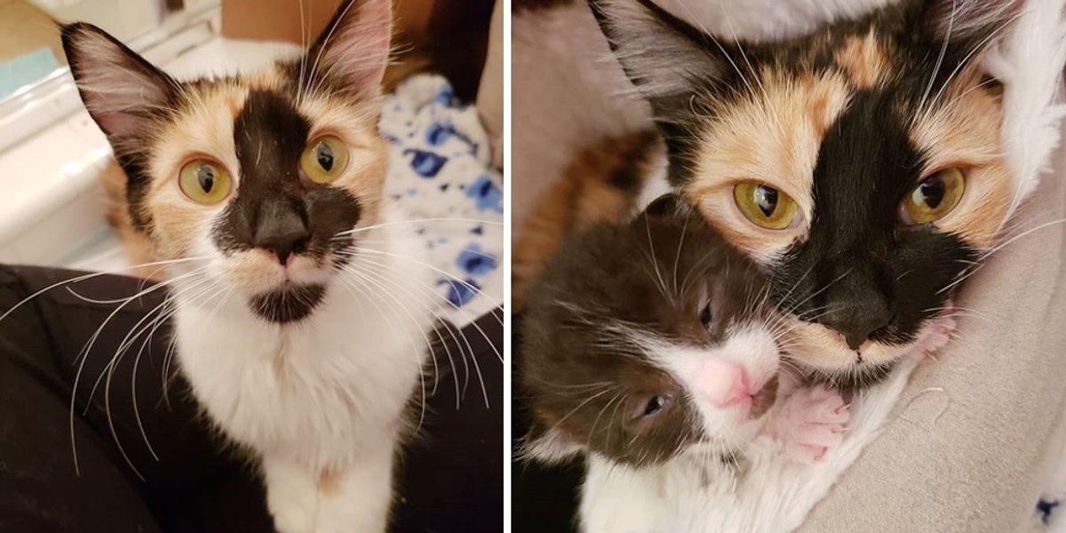 Stray Cat is So Happy When She Finds Wonderful Family to Help Her ...