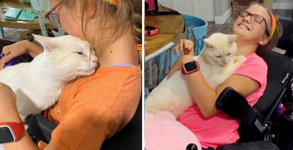 Cat Hops Onto Lap of Girl in Wheelchair and Chooses Her to Be Family ...