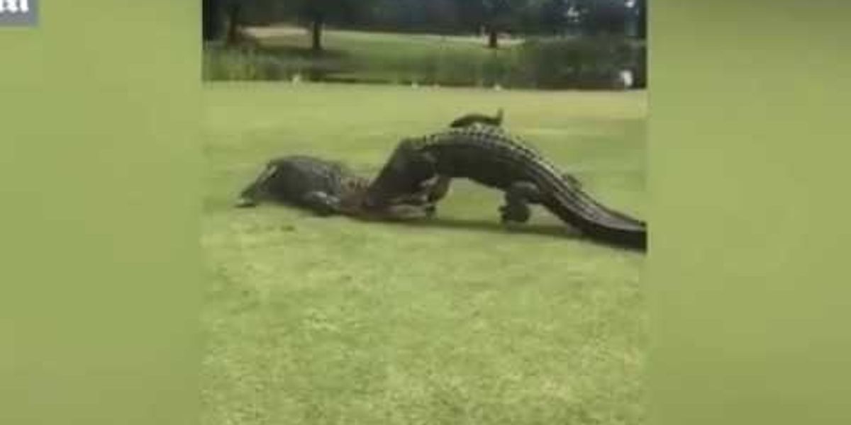 Two huge gators were caught on video in brutal brawl on South Carolina ...
