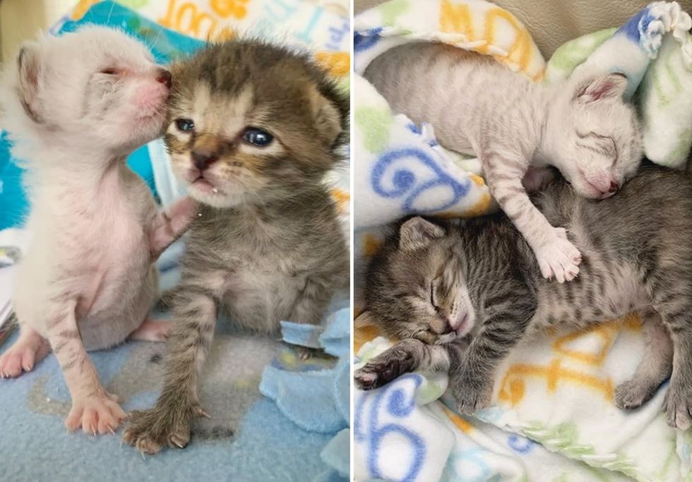 Kittens Watch Over Each Other and Share Incredible Bond - Love Meow