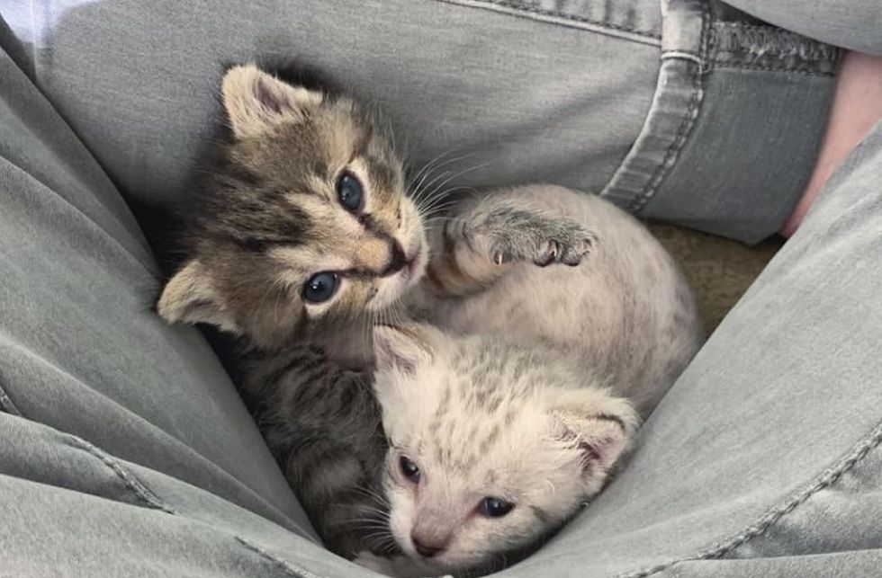 Kittens Watch Over Each Other and Share Incredible Bond - Love Meow