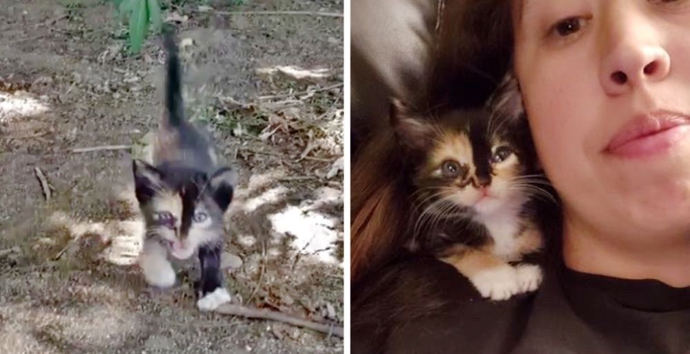 Stray Kitten Comes Running from Bushes and So Happy to Find Help - Love ...