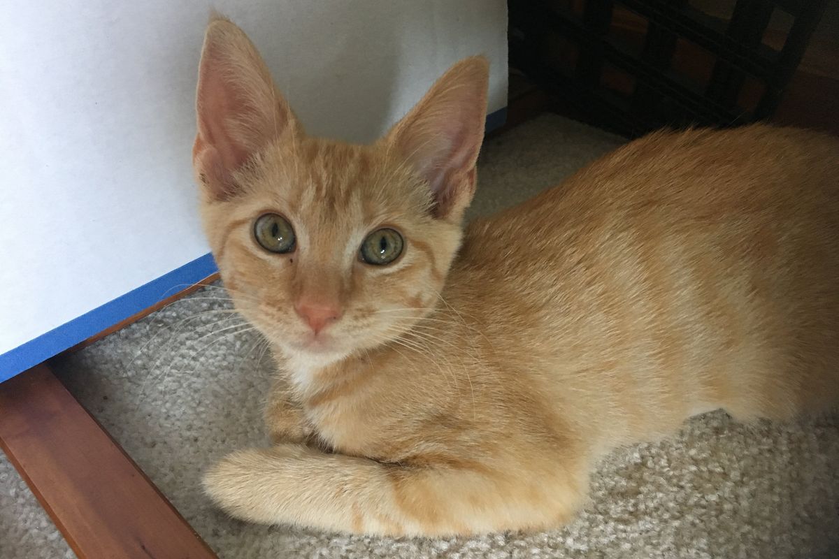 How To Tell Difference Between Calico, Tortie, Torbie, Tabby Cats and ...