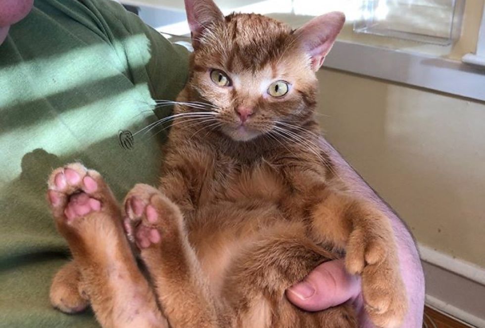 Kitten with Extra Toes and Strong Will Found the Perfect Place to Call ...