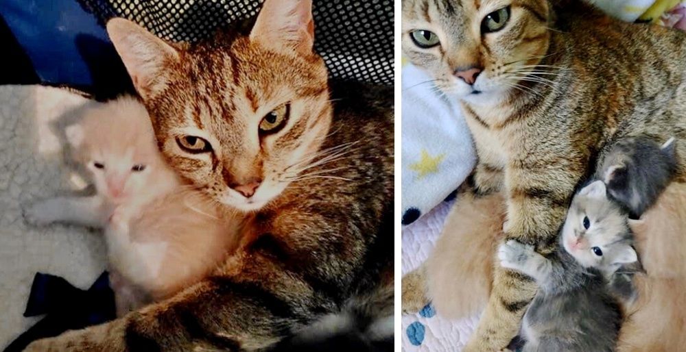 Stray Cat Meows with Joy When Reunited with Her Kittens at Shelter ...