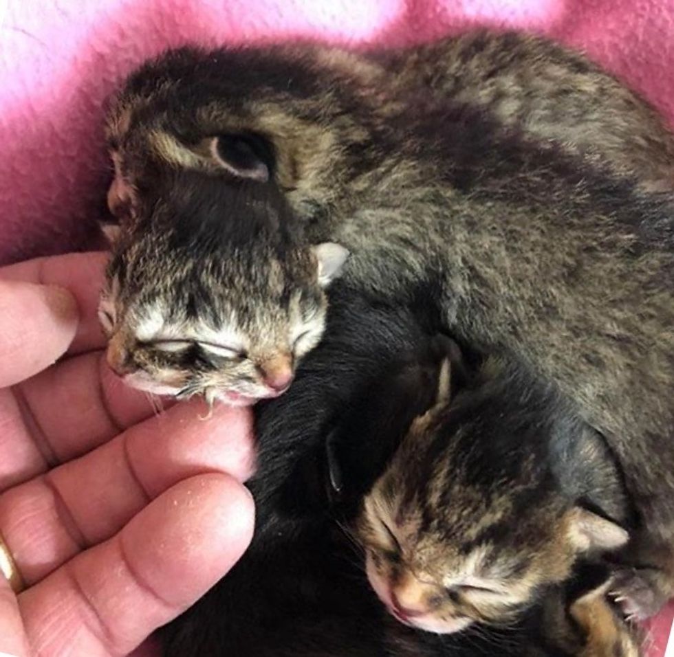 Kitten Born with Two Faces Finds Loving Family to Help Him Thrive ...