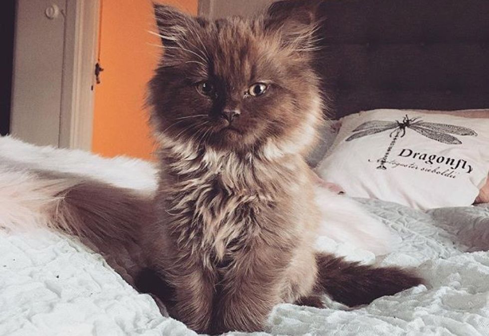 Teddy Bear Kitten Found Dream Home and Blossomed into Happy Cat - Love Meow