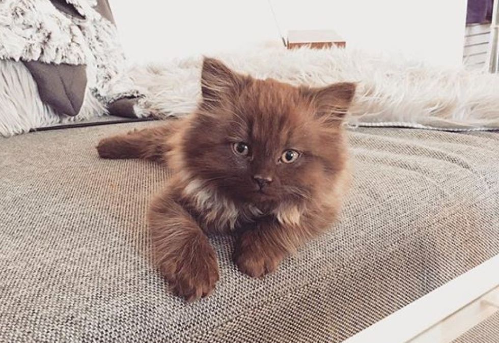 Teddy Bear Kitten Found Dream Home and Blossomed into Happy Cat - Love Meow