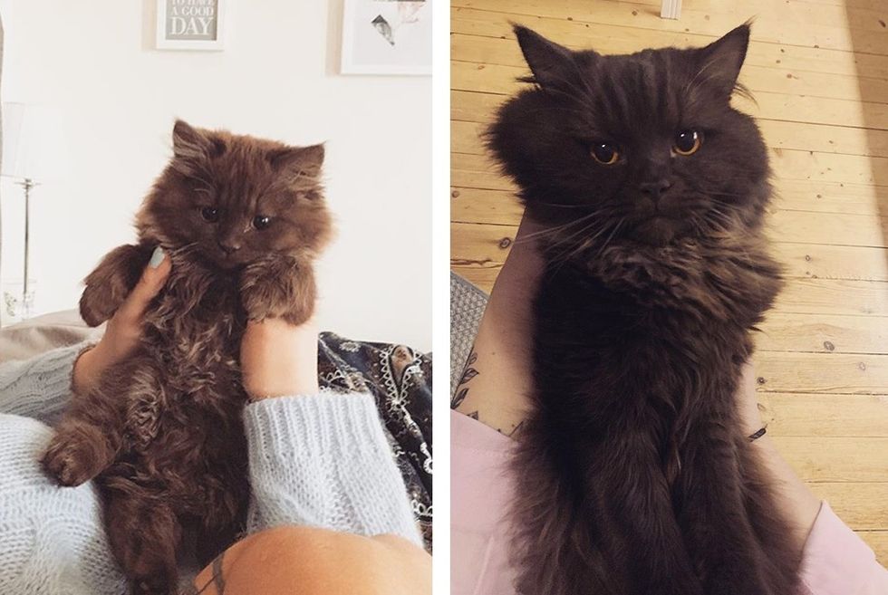 Teddy Bear Kitten Found Dream Home and Blossomed into Happy Cat - Love Meow