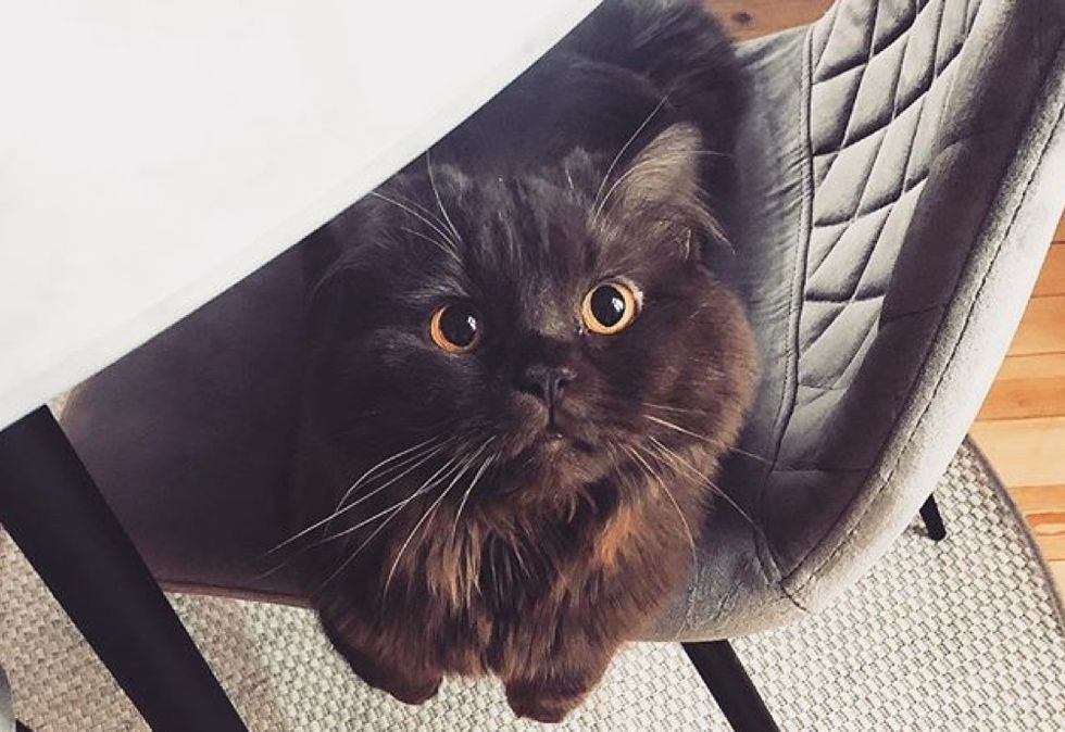 Teddy Bear Kitten Found Dream Home and Blossomed into Happy Cat - Love Meow