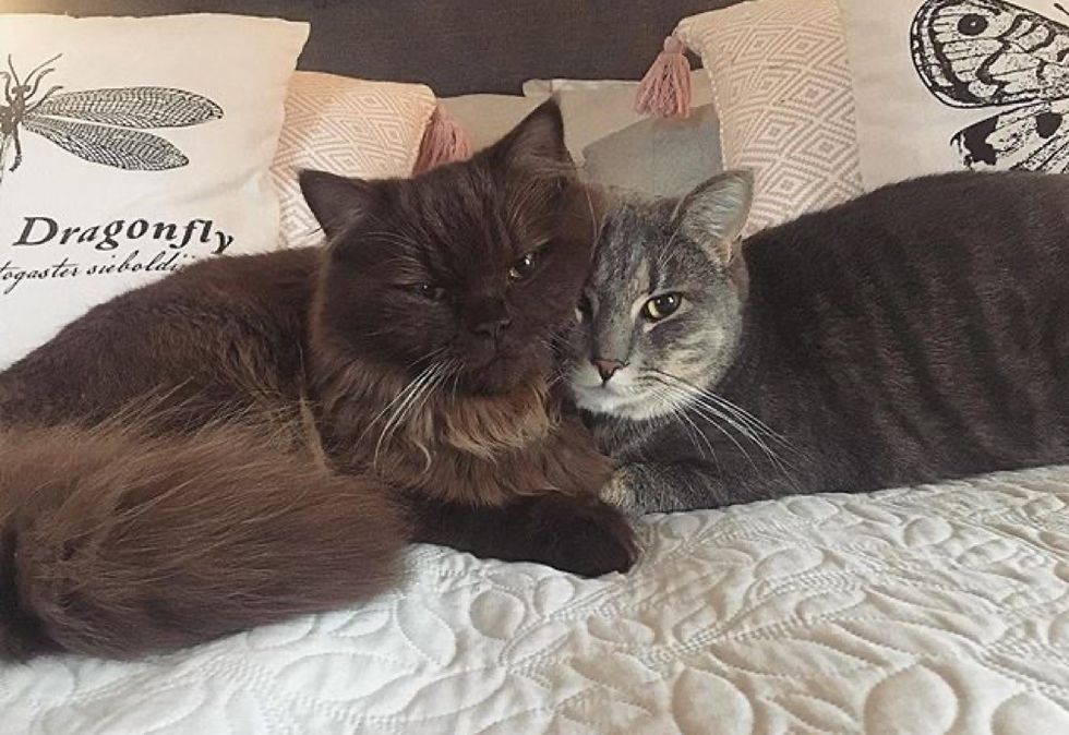 Teddy Bear Kitten Found Dream Home and Blossomed into Happy Cat - Love Meow