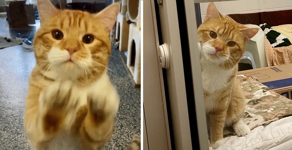 Cat Waves at Visitors at Shelter and Hopes Someone Can Take Him Home ...