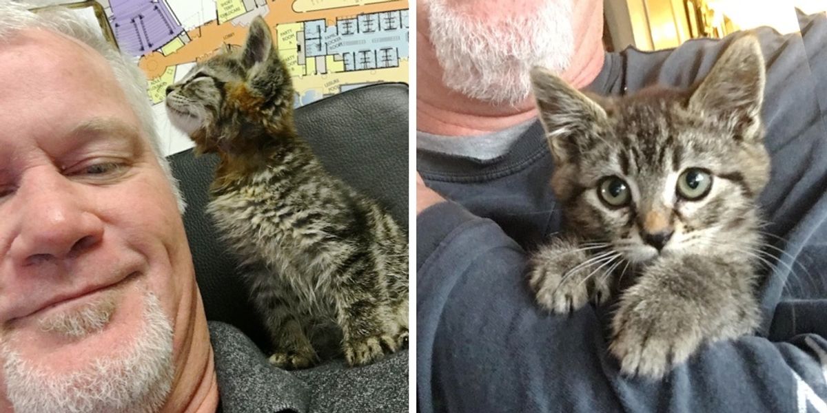 Kitten Cuddled Man Who Rescued Him from Road, and Blossomed into ...