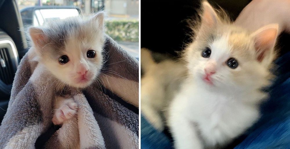 Family Took in Palm-sized Kitten and Helped Her Thrive - Love Meow