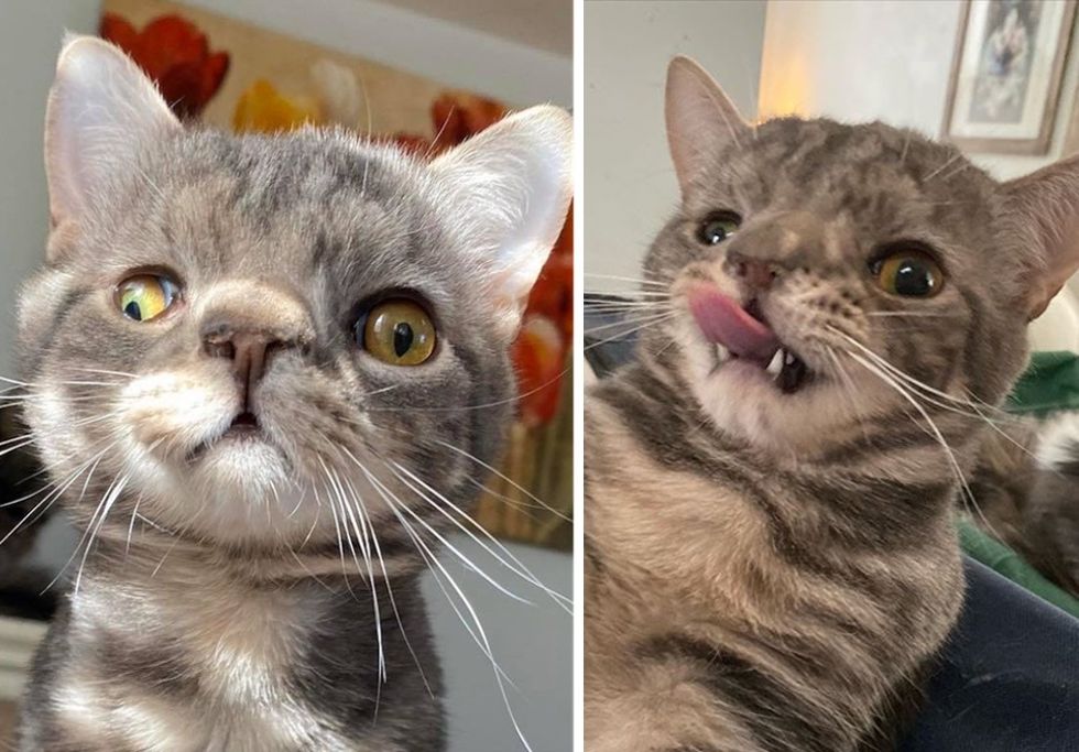 Kitten with Unusually Perfect Face is So Happy to Have Dream Home ...