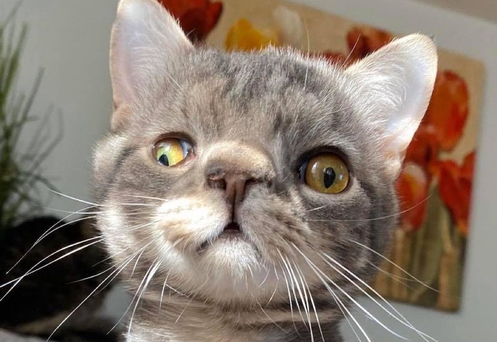 Kitten with Unusually Perfect Face is So Happy to Have Dream Home ...