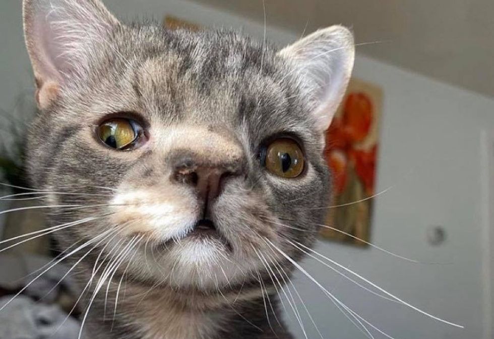 Kitten with Unusually Perfect Face is So Happy to Have Dream Home ...