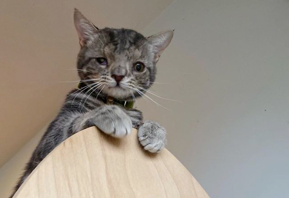 Kitten with Unusually Perfect Face is So Happy to Have Dream Home ...