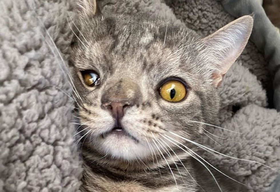 Kitten with Unusually Perfect Face is So Happy to Have Dream Home ...