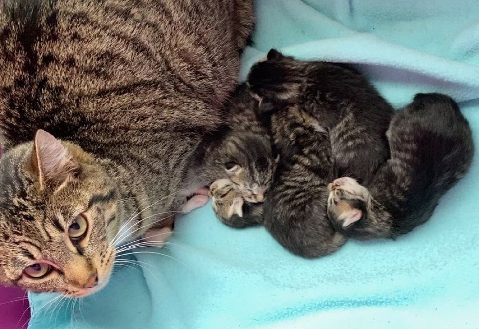 Stray Cat Wanders into Family’s Home to Have Kittens and It Turns Her ...