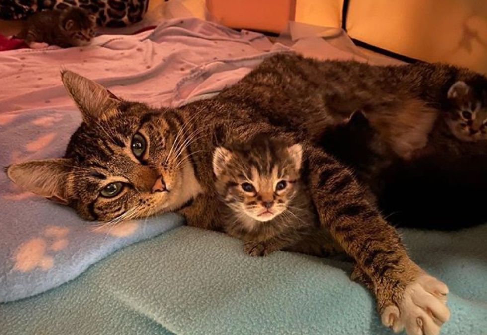 Stray Cat Wanders into Family’s Home to Have Kittens and It Turns Her ...