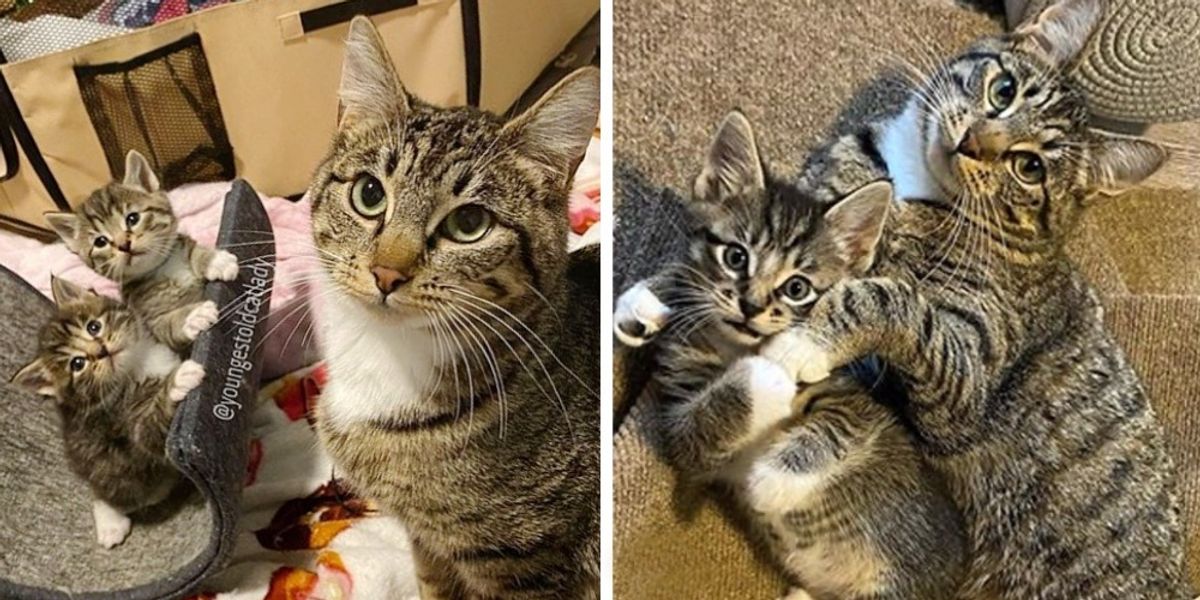 Stray Cat Wanders into Family’s Home to Have Kittens and It Turns Her ...