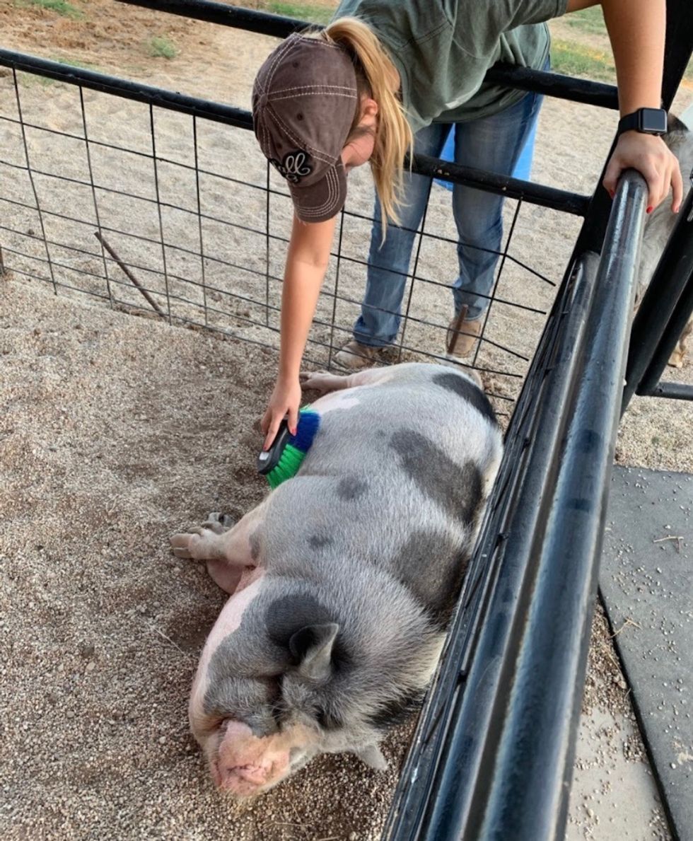 5 Reasons Raising A Pig Is The Best Thing You Can Do